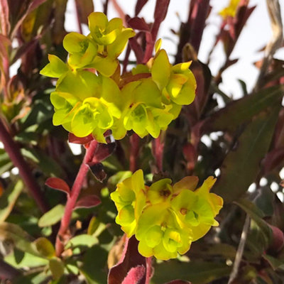 Euphorbia Purpurea - Deep Purple Foliage, Lime Green Flowers, Evergreen ...