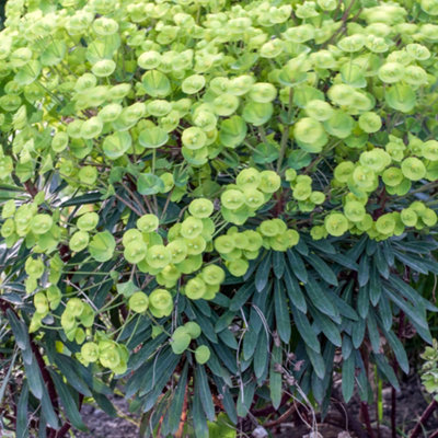 Euphorbia Robbiae - Hardy Evergreen Plant, Lime Green Flowers, Compact ...