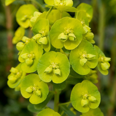Euphorbia Robbiae - Hardy Evergreen Plant, Lime Green Flowers, Compact ...