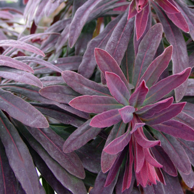 Euphorbia Ruby Glow - Red-Purple Foliage, Compact Plant, Hardy, Low ...