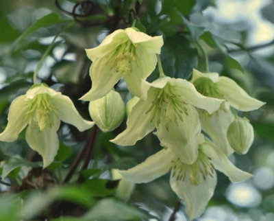 Evergreen Clematis Jingle Bells Climbing Plant 3-4ft Supplied in a 2/3 ...