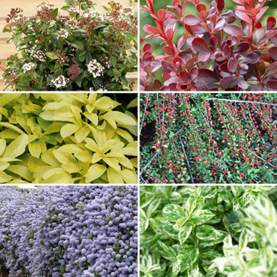 Evergreen Shrub collection - year round colour 6 plants in 9cm pots at B&Q