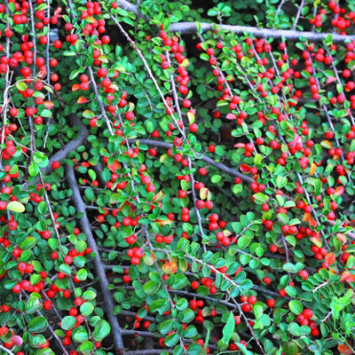 Evergreen Shrub collection - year round colour 6 plants in 9cm pots