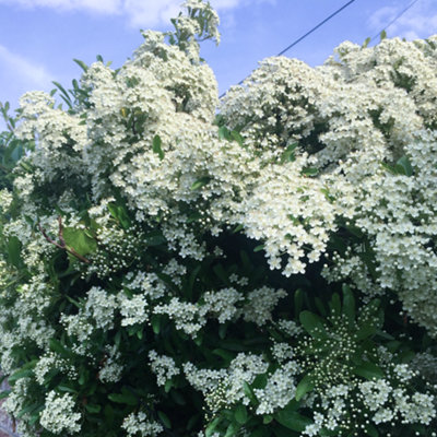 Buy Exochorda Snow White Tree - Pearl Bush, Abundant White Blooms (5 ...