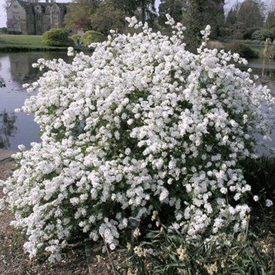 Exochorda The Bride - White Spring Flowers, Deciduous Shrub, Hardy (20 ...