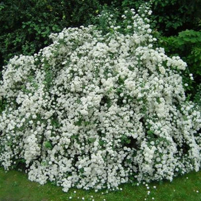 Exochorda The Bride - White Spring Flowers, Deciduous Shrub, Hardy (20 ...