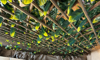 Expandable Willow Trellis - Outdoor Privacy Screen - Sturdy and ...