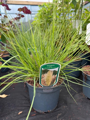 Extra Large Cortaderia "Tiny Pampa" Dwarf Pampas Grass in a 3 Litre Pot ...