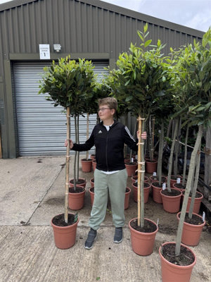 EXTRA LARGE LAURUS NOBILIS LOLLIPOP STANDARD BAY TREE 6FT TALL