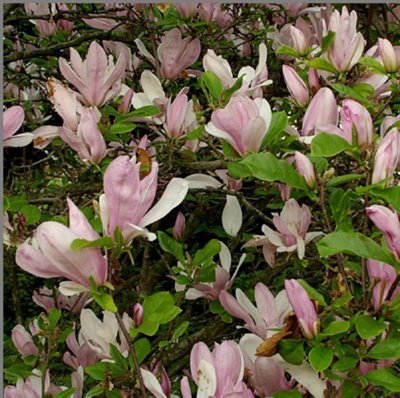 Extra Large Magnolia George Henry Kern Tree 2.5-3ft Supplied in a 7.5 ...