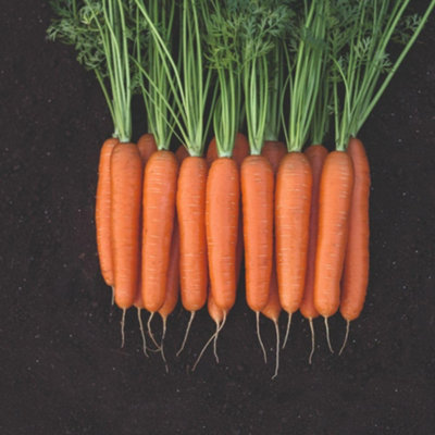 F1 Bangor Carrot Seeds Hardy Maincrop Heavy Yield Resists Greening ...