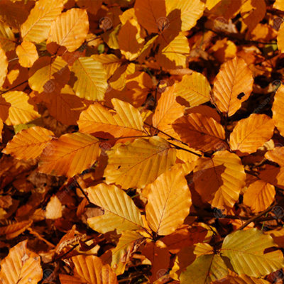 Fagus Sylvatica 'Green Beech' Bare Root Hedge Hedging Tree Plants (1 ...