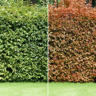 Fagus Sylvatica 'Green Beech' Bare Root Hedge Hedging Tree Plants (4 ...