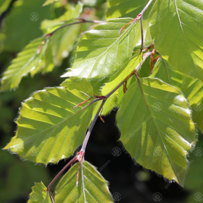 Fagus Sylvatica 'Green Beech' Bare Root Hedge Hedging Tree Plants (4 ...