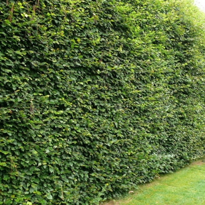 Fagus Sylvatica 'Green Beech' Bare Root Hedge Hedging Tree Plants (4 ...