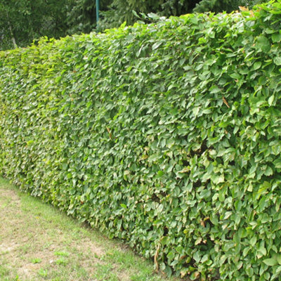 Fagus Sylvatica 'Green Beech' Bare Root Hedge Hedging Tree Plants (4 ...