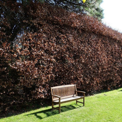 Fagus Sylvatica Purpurea 'Copper Beech' Bare Root Hedge Hedging Tree Plants (1-2ft, 10 Plants)