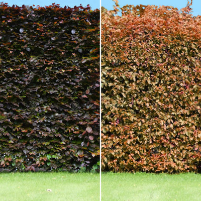 Fagus Sylvatica Purpurea 'Copper Beech' Bare Root Hedge Hedging Tree ...