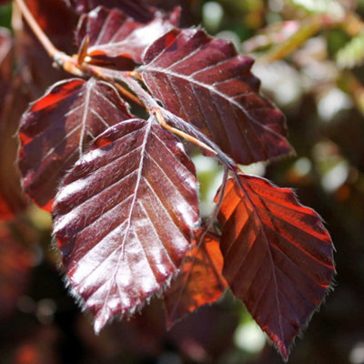 Fagus Sylvatica Purpurea Tree - Copper Beech Tree, Ornamental Foliage ...