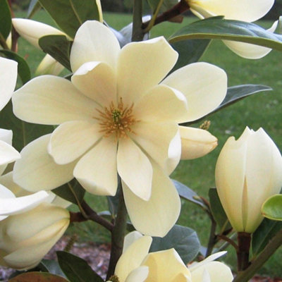 FAIRY MAGNOLIA CREAM OUTDOOR SHRUB PLANT MAGNOLIA FLOWERING BUSH 3L POT ...