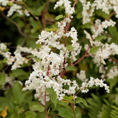 Fallopia baldschuanica 1.7 Litre Potted Plant x 1