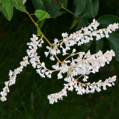 Fallopia Baldschuanica - White Flowers, Deciduous Shrub, Vine Plant ...
