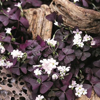 False Shamrock Triangle Plant Purple Oxalis Triangularis 12cm Pot 20cm Tall