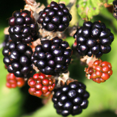 Fantasia Blackberry (Rubus fruticosus) Tree - 3Ltr Potted