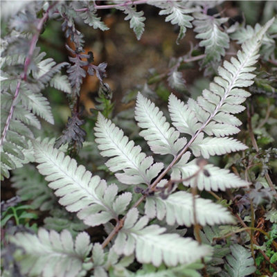 Fantastic Fern Ghost 9cm Potted Plant x 2