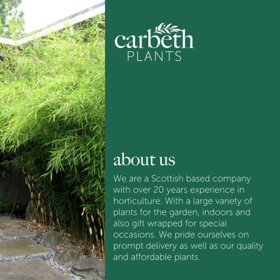 Fargesia Robusta Formidable 14cm Pot - Non-Spreading Hardy Dwarf ...