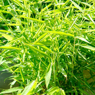 Fargesia Rufa (40-50cm Height Including Pot) - Clumping Bamboo, Fast ...