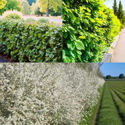 Fast Growing 20 x Bare Root Hedging Mix - Dense Native Hedge - Privacy ...