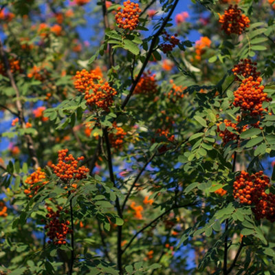 Fastigiata Mountain Ash Rowan Tree Outdoor Sorbus x Thuringiaca Bare ...