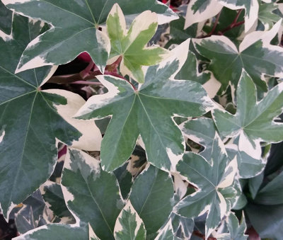 Fatshedera Lizei Variegata Evergreen Shrub Large Plant Supplied in a 3 ...