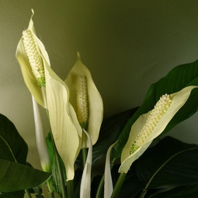 Faux Peace Lily White Spathiphyllum