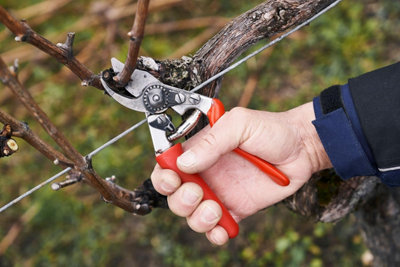 Felco Model 15 Secateurs Small Rotating Right Handed