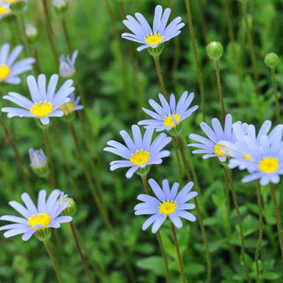 Felicia Bergeriana Kingfisher Daisy Seeds - Bright Blue Annual Flowers ...