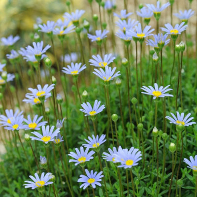 Felicia Bergeriana Kingfisher Daisy Seeds - Bright Blue Annual Flowers ...