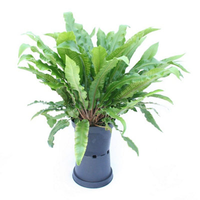 Fern Asplenium (Phyllitis) scolopendrium 9cm Potted Plant x 3