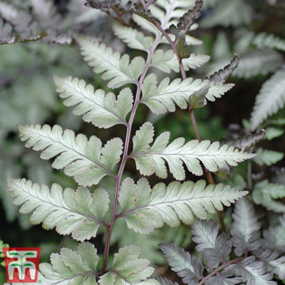 Fern Athyrium Ghost 9cm Potted Plant x 1