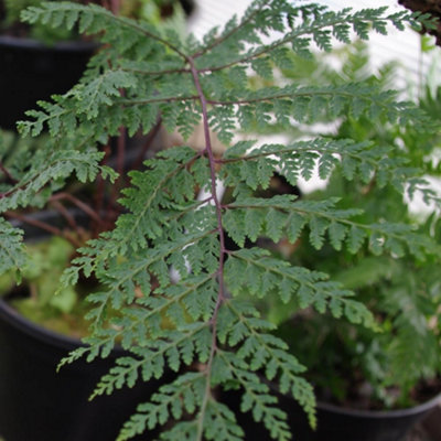 Fern Athyrium minimum 9cm Potted Plant x 3