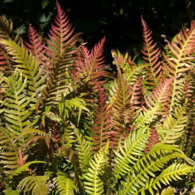 Fern Doodia aspera Rough Ruby 9cm Potted Plant x 1