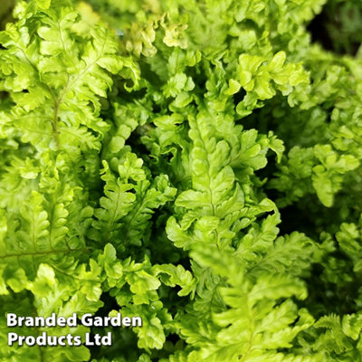 Fern Dryopteris filix-mas Cristata 9cm Pot x 1