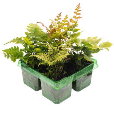 Fern Plant Mix Pack Perennial Plants Outdoor Garden Ready Hardy Ferns Collection - 4 Pack