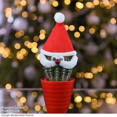 Festive Gift Cactus with Face and Santa Hat x 1