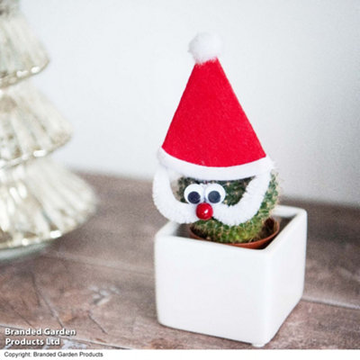 Festive Gift Cactus with Face and Santa Hat x 1