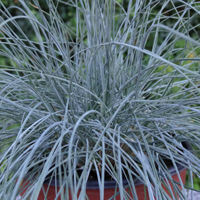 Festuca 'Elijah Blue' - Vibrant Blue Ornamental Grass, Hardy and ...