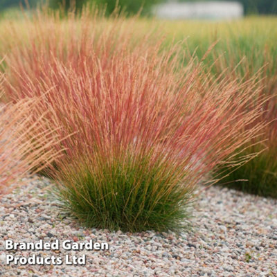 Festuca glauca Sunrise 9cm Pot x 1
