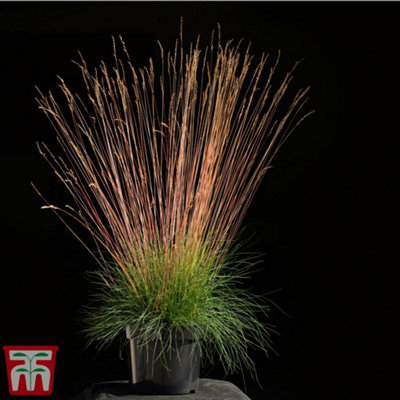 Festuca glauca Sunrise 9cm Pot x 1