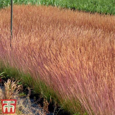 Festuca glauca Sunrise 9cm Pot x 1
